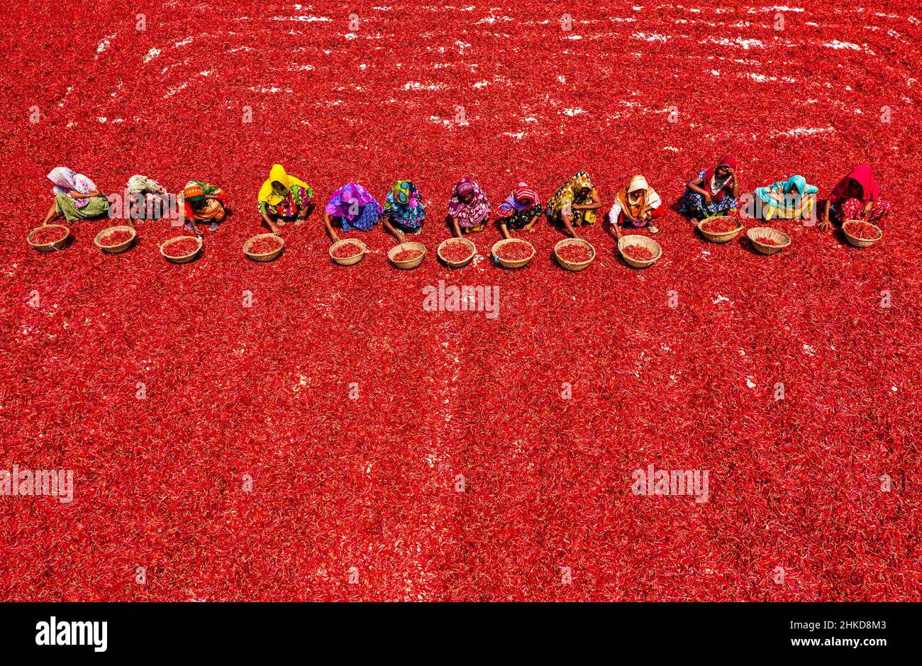 Women workers are sorting red chilli pepper in various farms in ...