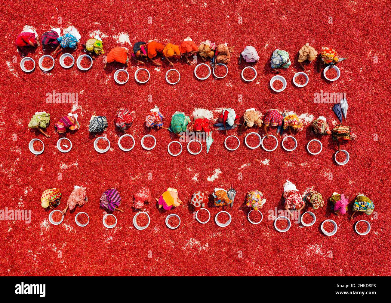 Women workers are sorting red chilli pepper in various farms in ...