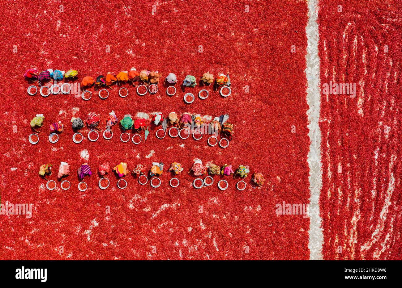 Women workers are sorting red chilli pepper in various farms in ...