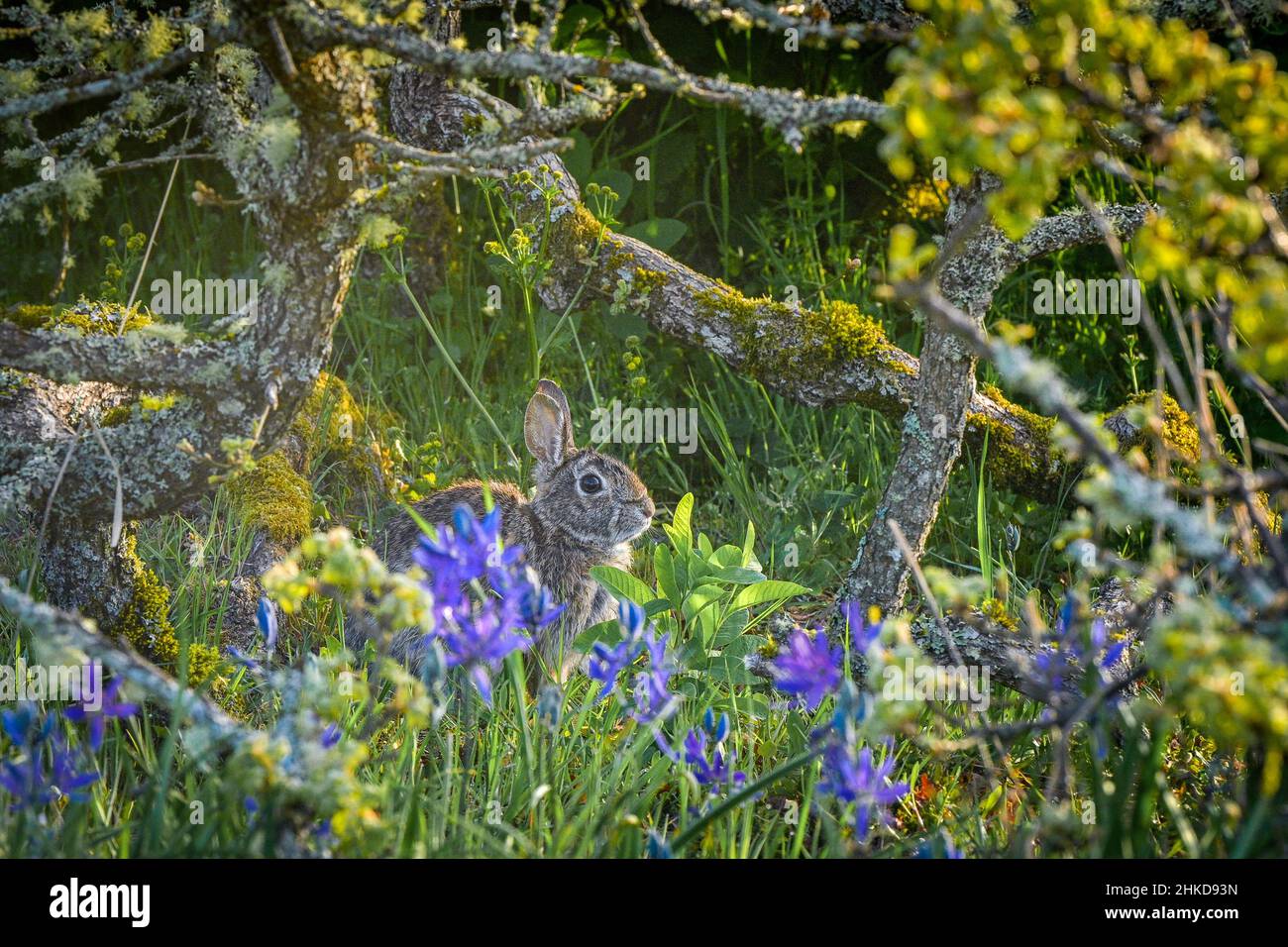 Woodlandb hi-res stock photography and images - Alamy
