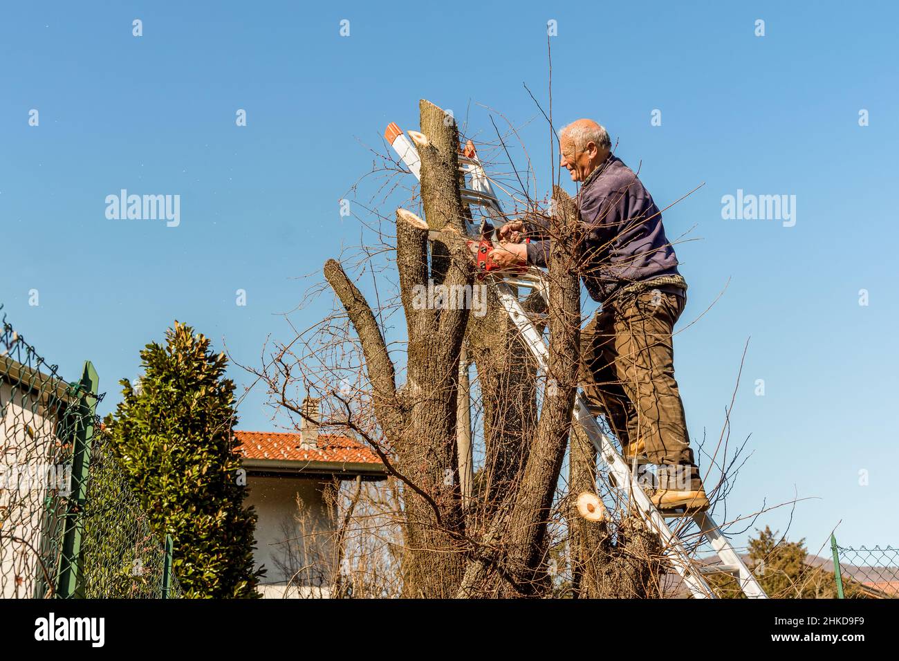 Senior man on the ladder is cutting tree with chainsaw in the garden ...