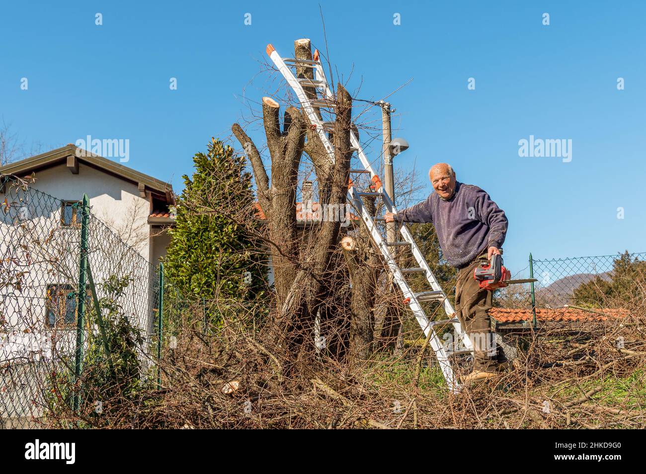 Senior man on the ladder is cutting tree with chainsaw in the garden ...
