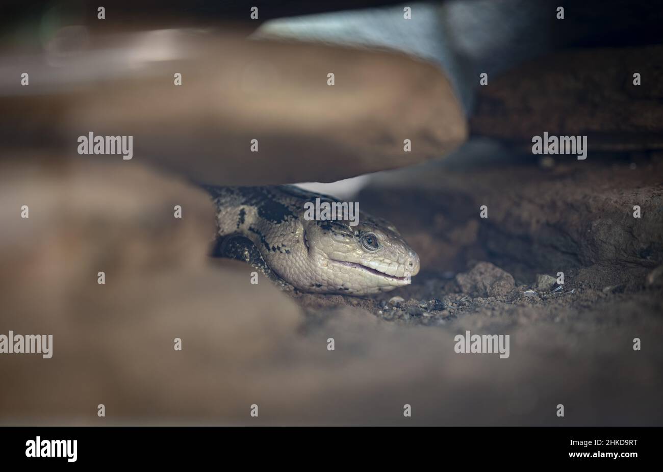 Hidden between stones hi-res stock photography and images - Alamy