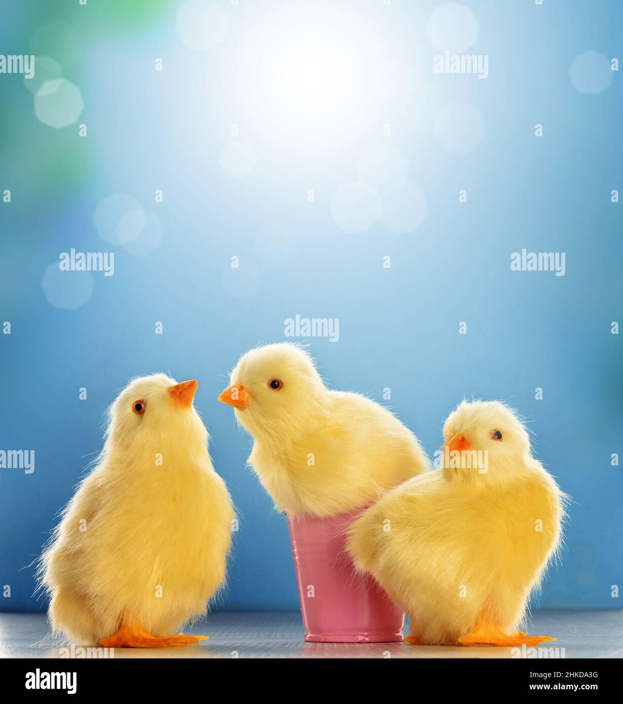 Yellow Easter chickens on blue blurred background. Easter card Stock ...