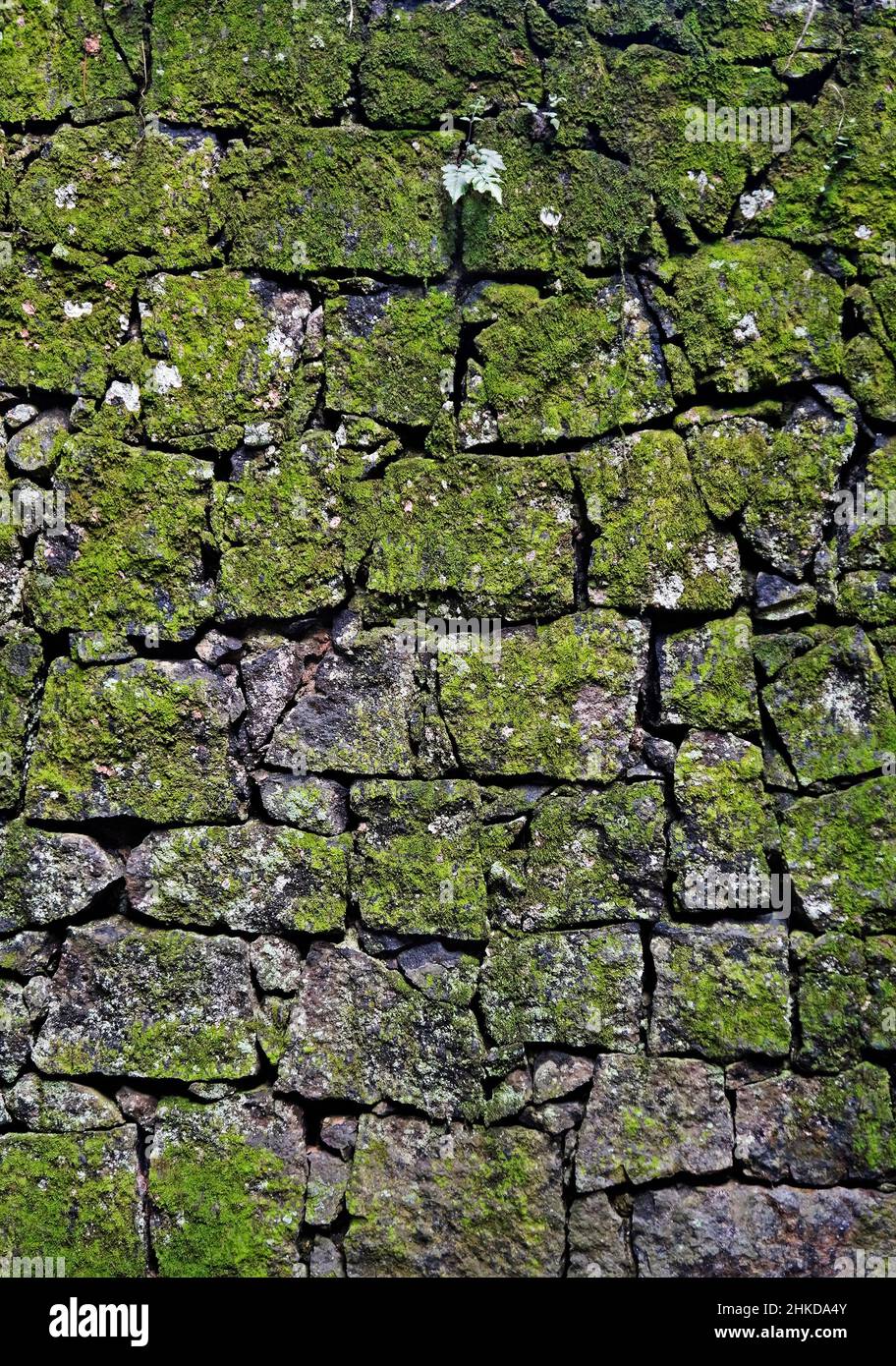 Stone wall with moss background Stock Photo - Alamy
