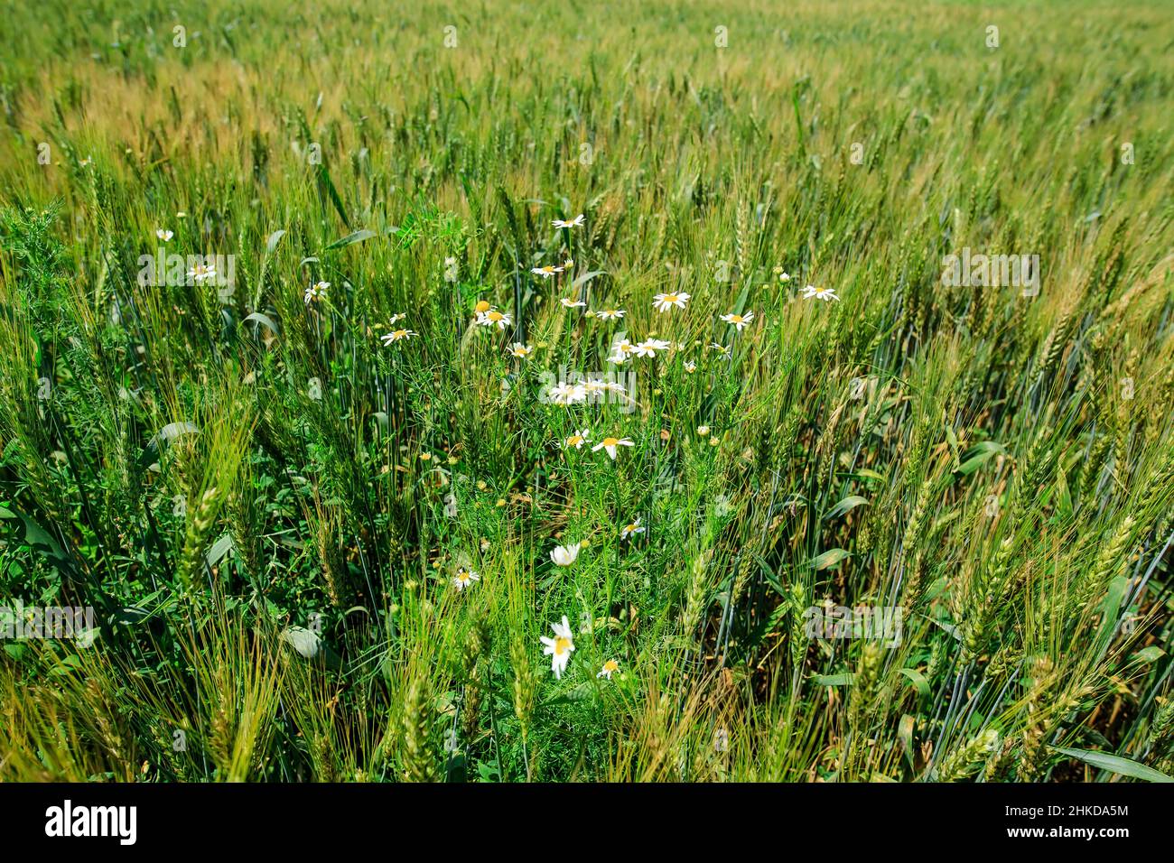 A wheat field overgrown with grass and weeds Stock Photo - Alamy