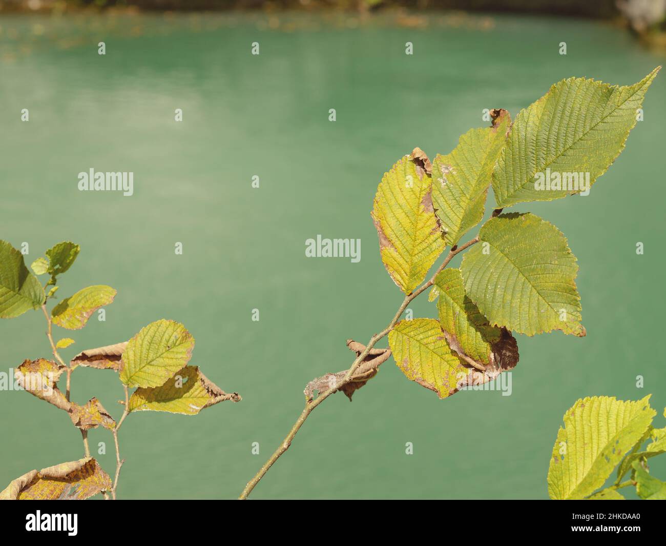Green leaves with leaves dying in the sun on thin twig against the ...