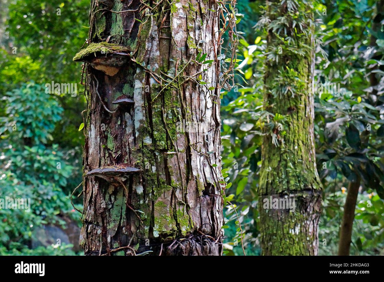Tree trunks at the tropical rainforest, Rio de Janeiro Stock Photo - Alamy