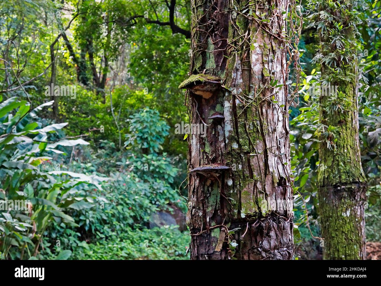Tree trunks at the tropical rainforest, Rio de Janeiro Stock Photo - Alamy