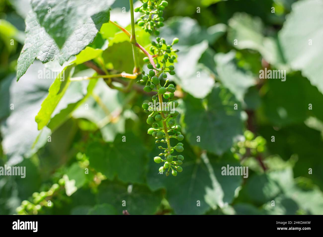 Young green bunch of nascent grapes. Growing fruits and berries in the ...
