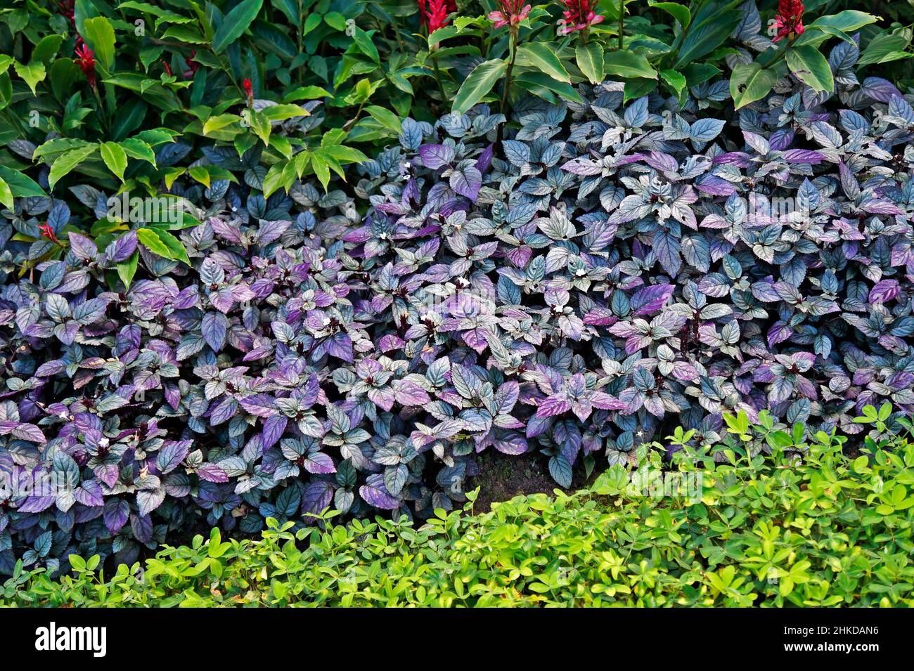 Tropical garden design hi-res stock photography and images - Alamy