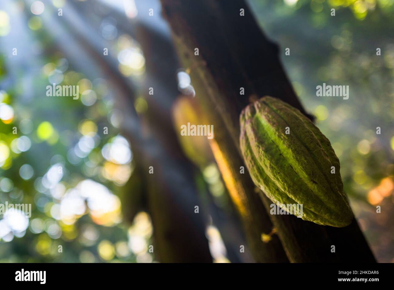 A cacao pod is seen growing on a cacao tree in a traditional mixed ...