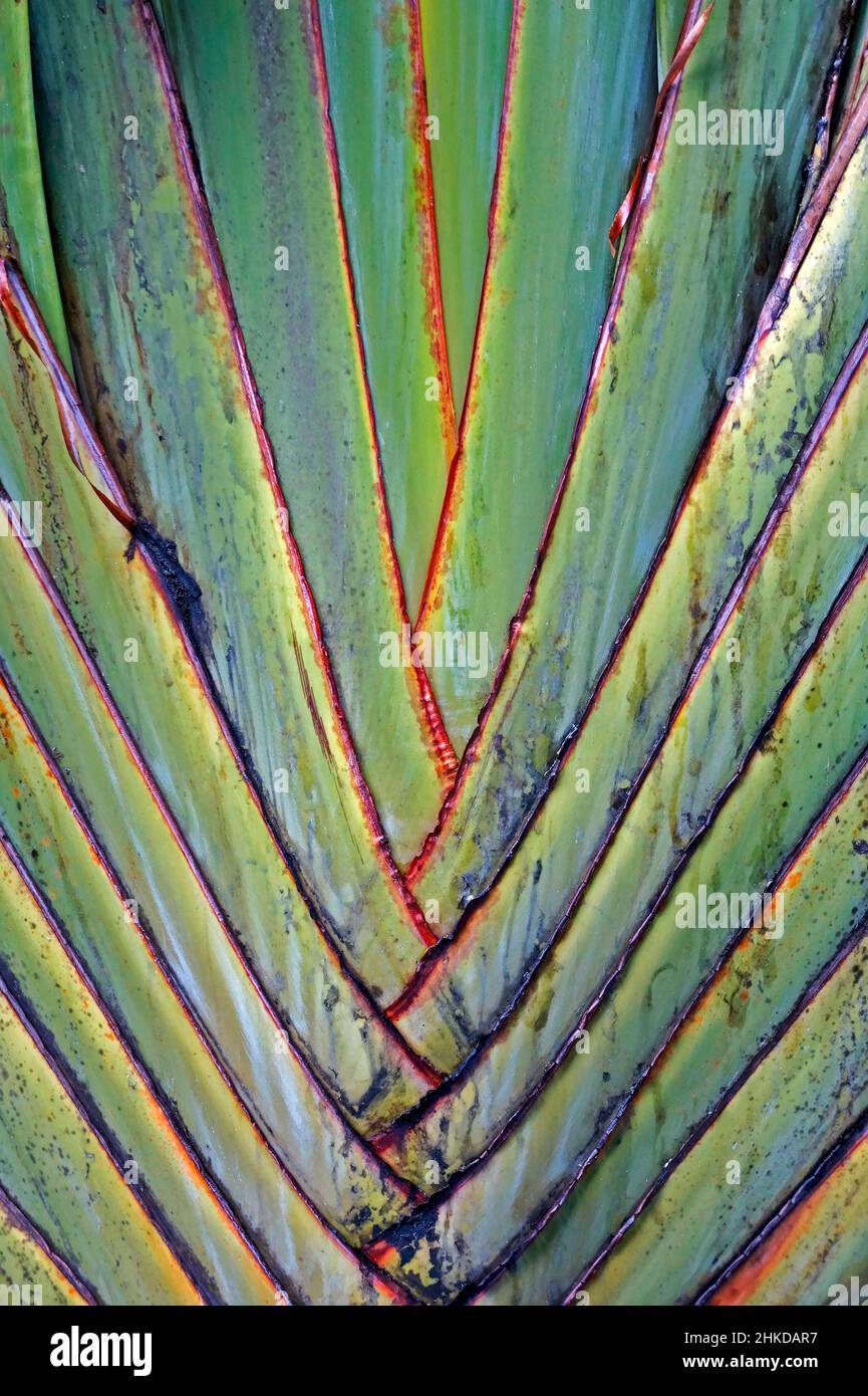 Traveller's tree detail (Ravenala madagascariensis Stock Photo - Alamy