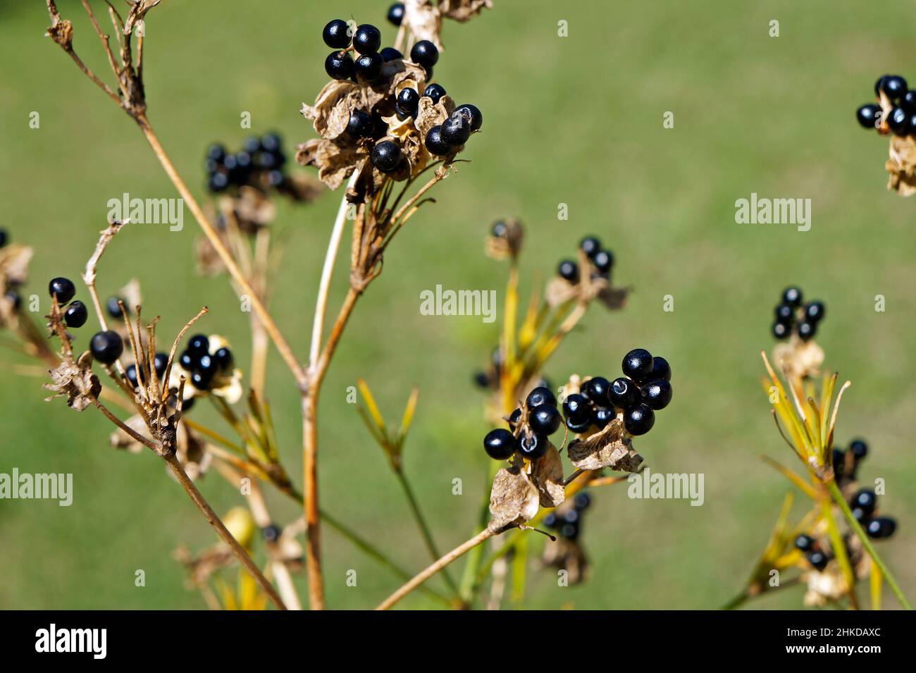 Black fruits hi-res stock photography and images - Alamy
