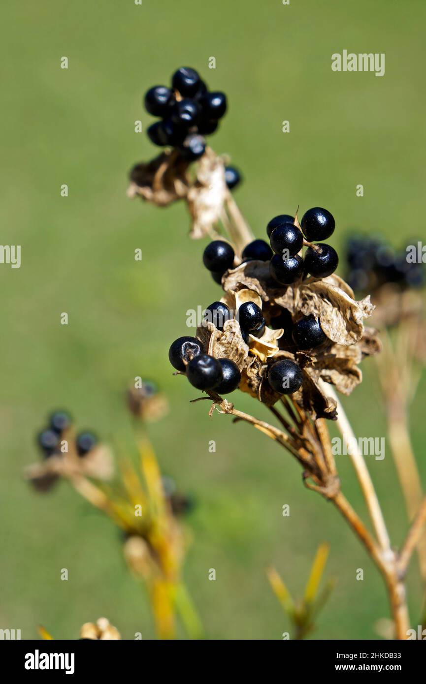 Black fruits hi-res stock photography and images - Alamy