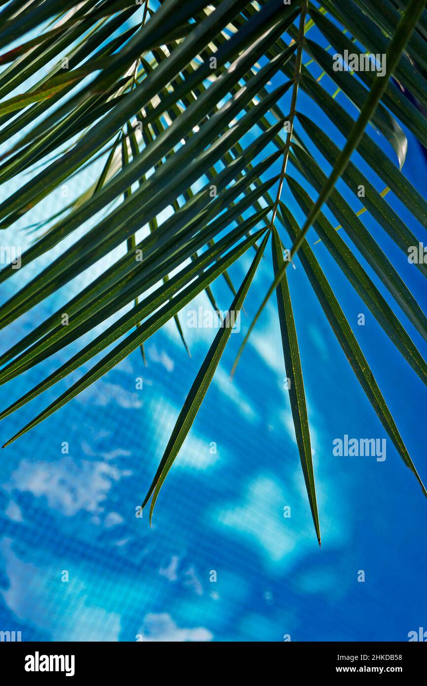 Palm tree and swimming pool hi-res stock photography and images - Alamy