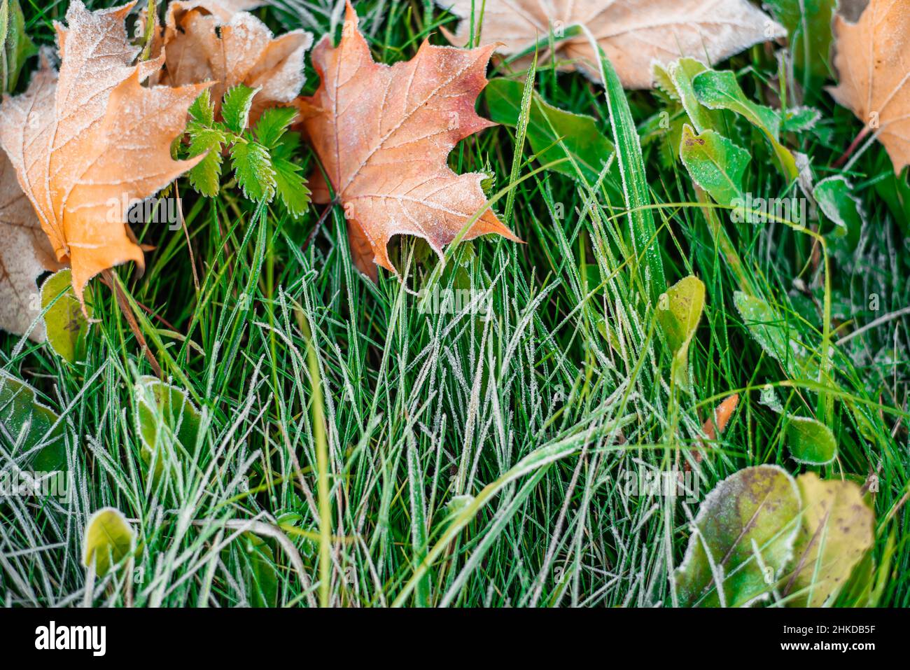 Brightly colored autumn leaves with dusting of frost. Autumn leaf fall ...