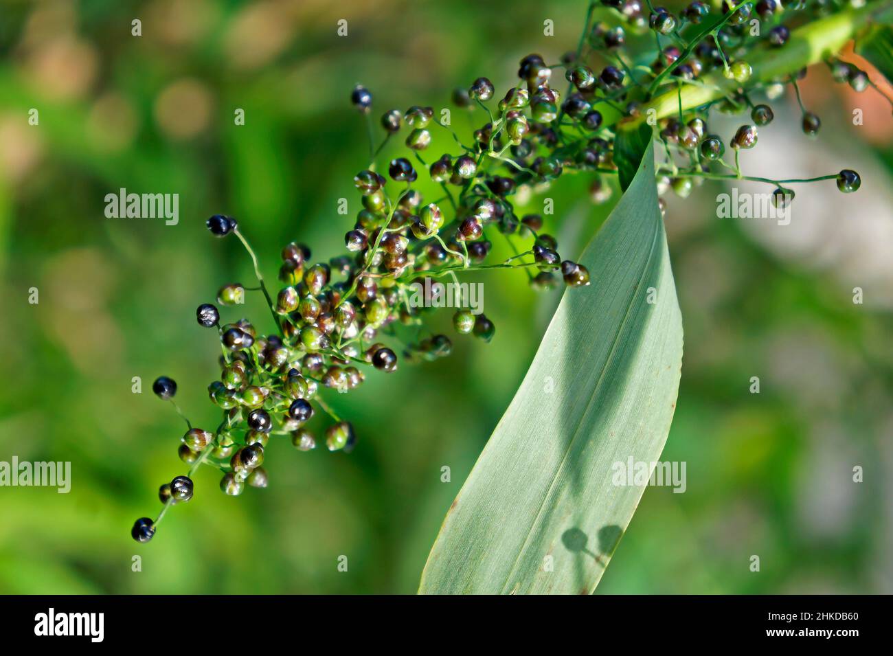 Bamboo fruits and seeds Stock Photo - Alamy