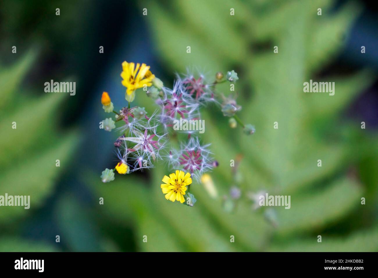 Crepis japonica hi-res stock photography and images - Alamy