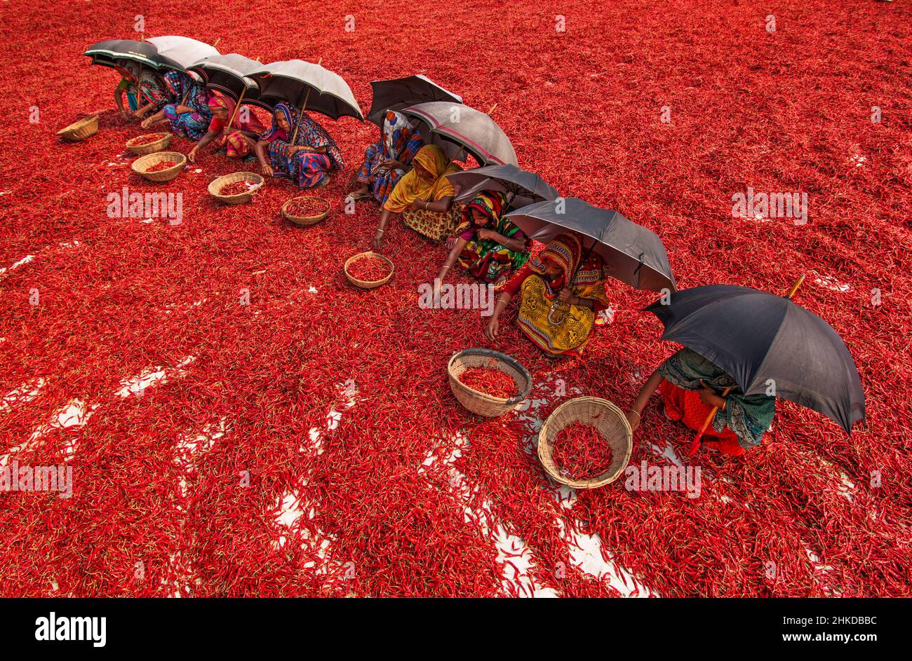 Women workers are sorting red chilli pepper in various farms in ...