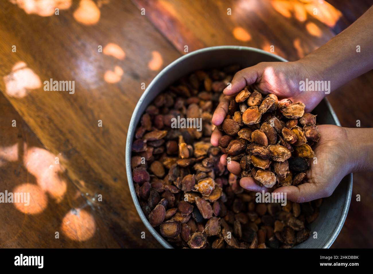An Amuzgo indigenous woman inspects dried cacao beans before washing ...