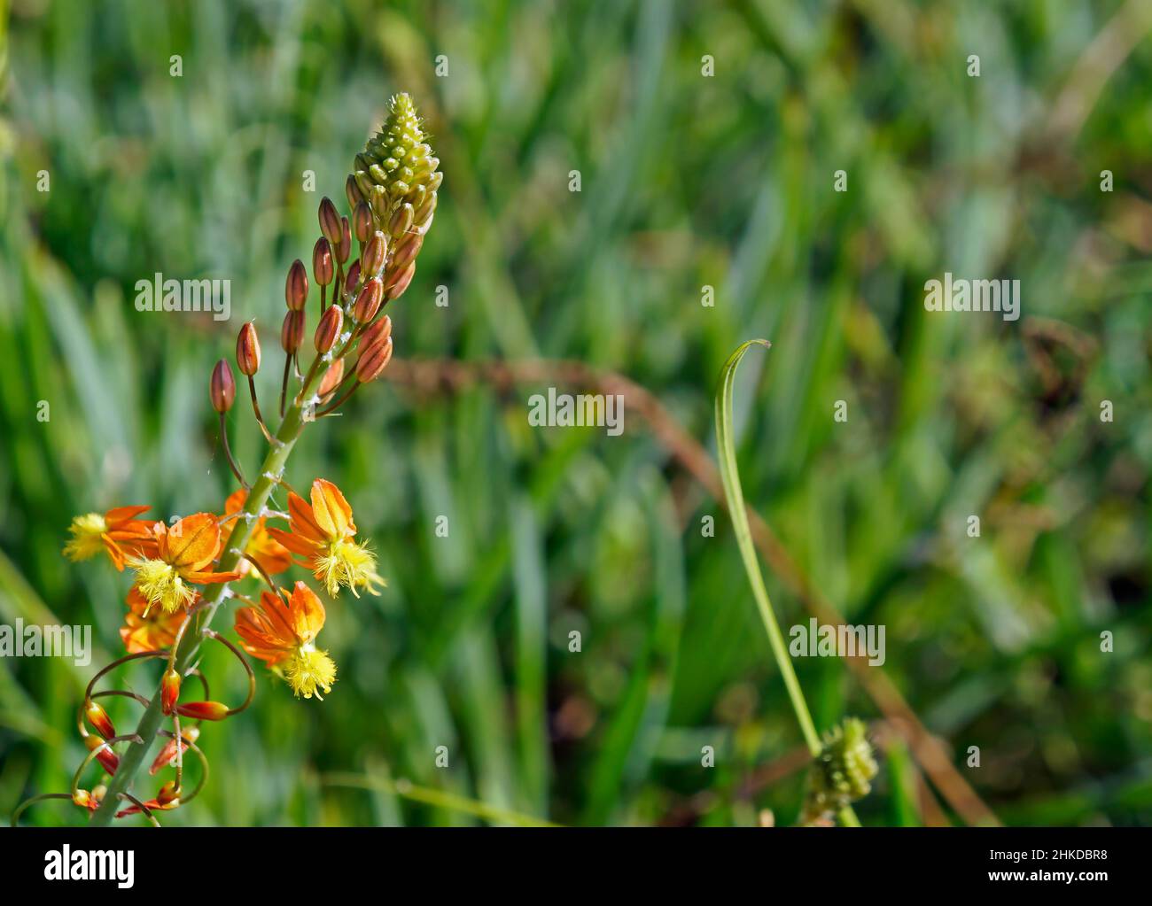 Orange Bulbine or Stalked Bulbine (Bulbine frutescens Stock Photo - Alamy