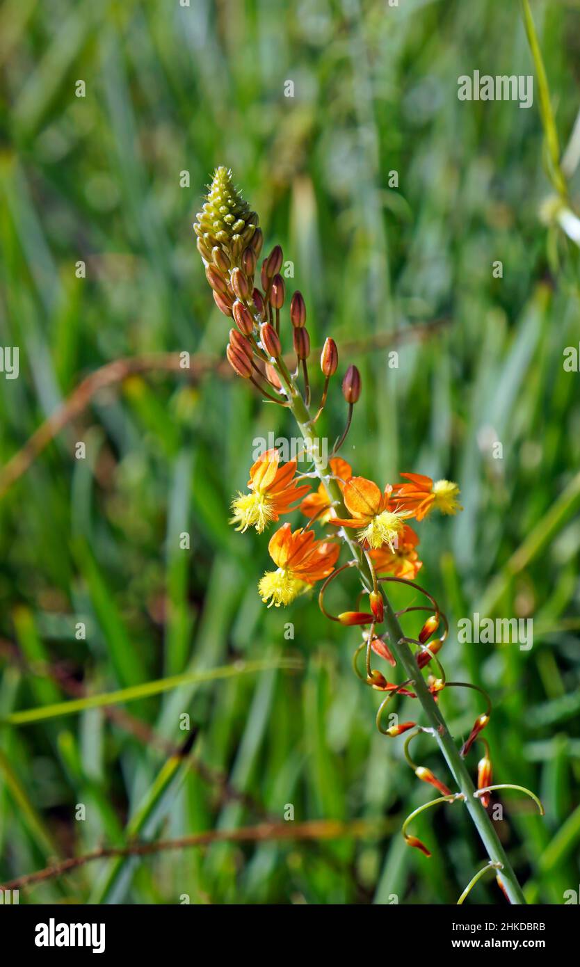 Orange Bulbine or Stalked Bulbine (Bulbine frutescens Stock Photo - Alamy