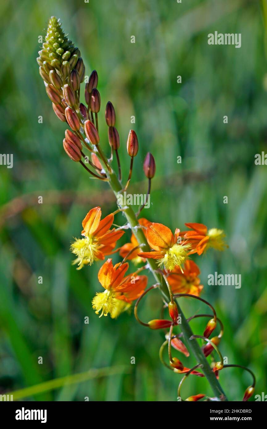 Orange Bulbine or Stalked Bulbine (Bulbine frutescens Stock Photo - Alamy