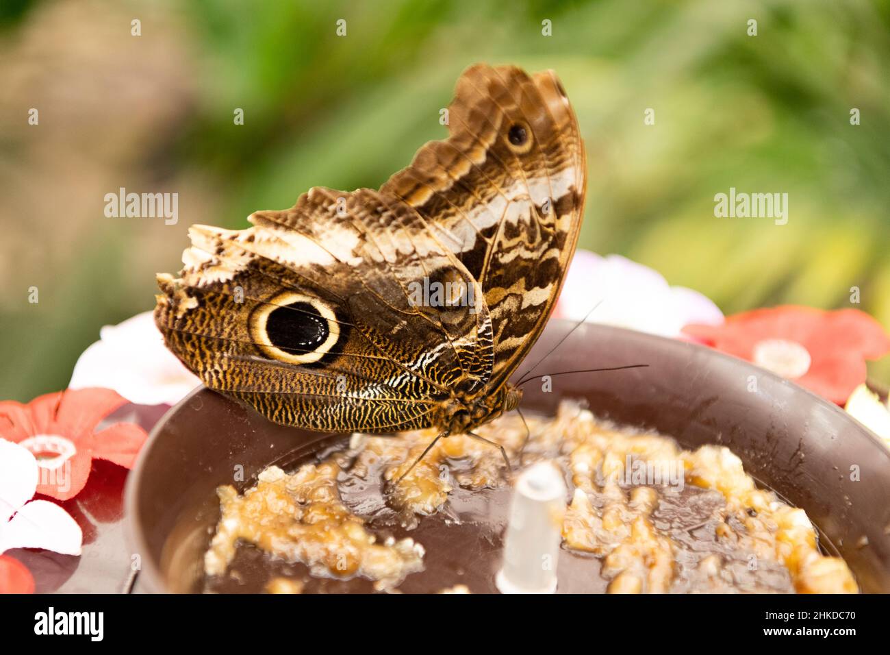 Brown peacock butterfly summer winged insect sitting in bowl on blurry ...