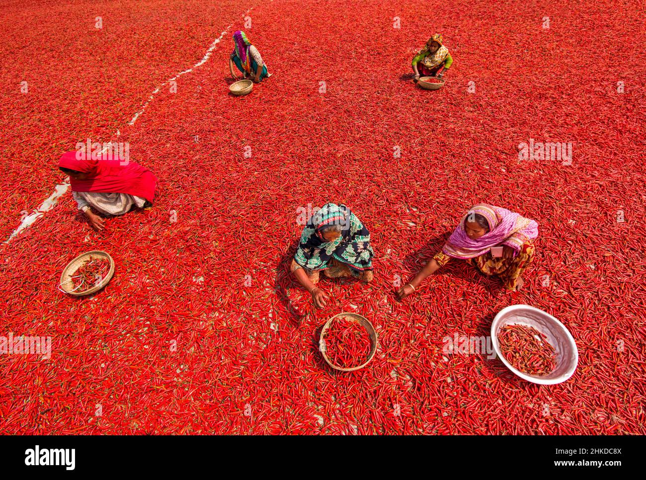 Women workers are sorting red chilli pepper in various farms in ...