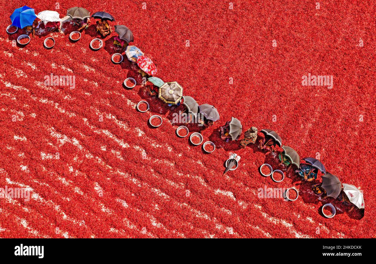 Women workers are sorting red chilli pepper in various farms in ...
