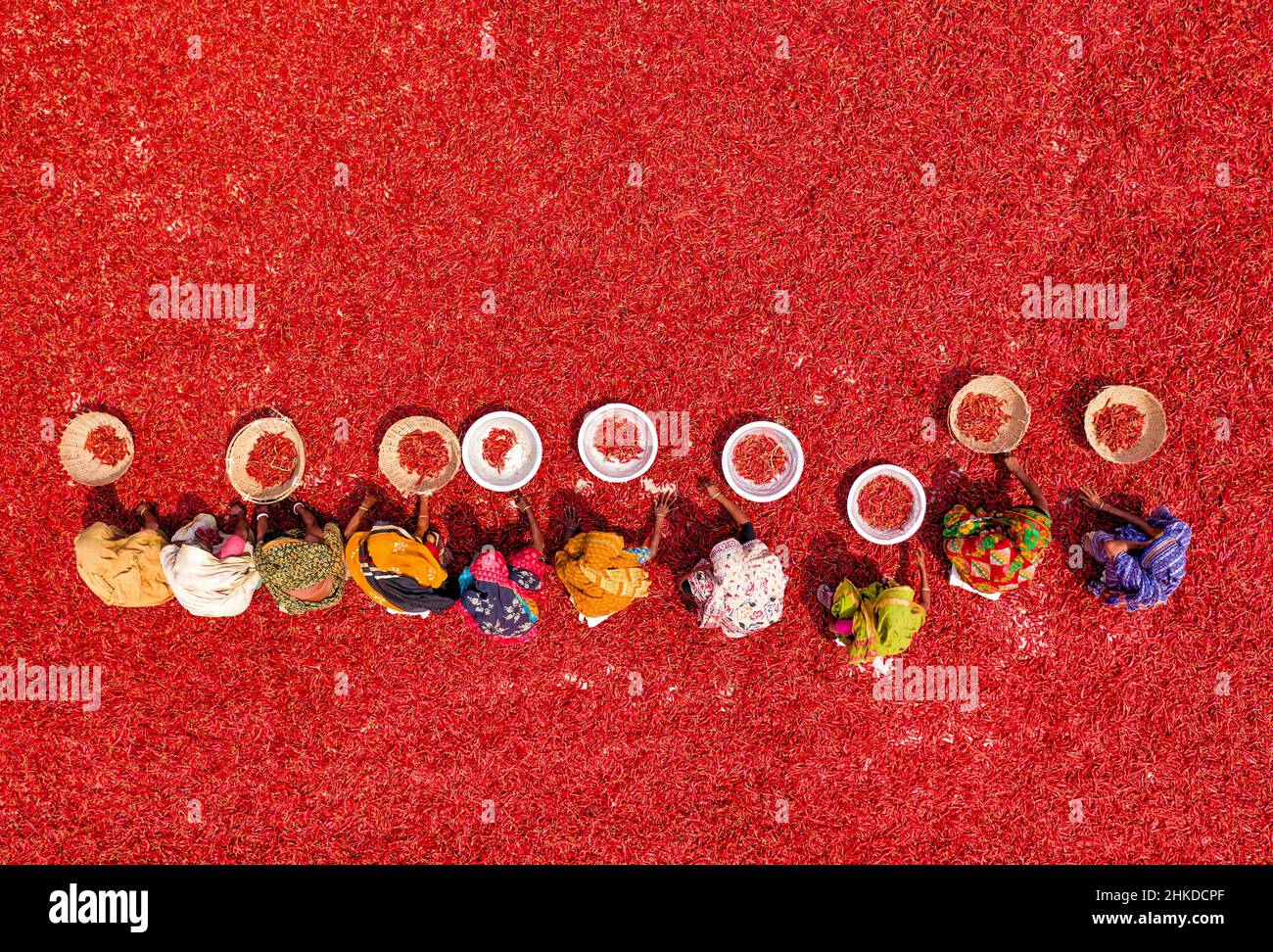 Women workers are sorting red chilli pepper in various farms in ...