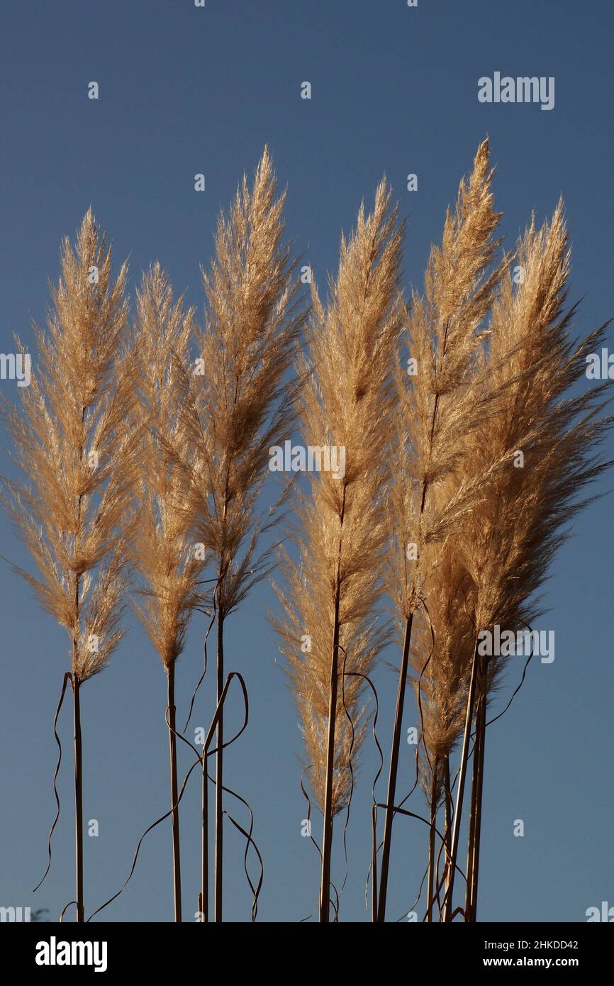 Pampas grass in winter against a deep blue sky showing spindly leaves ...