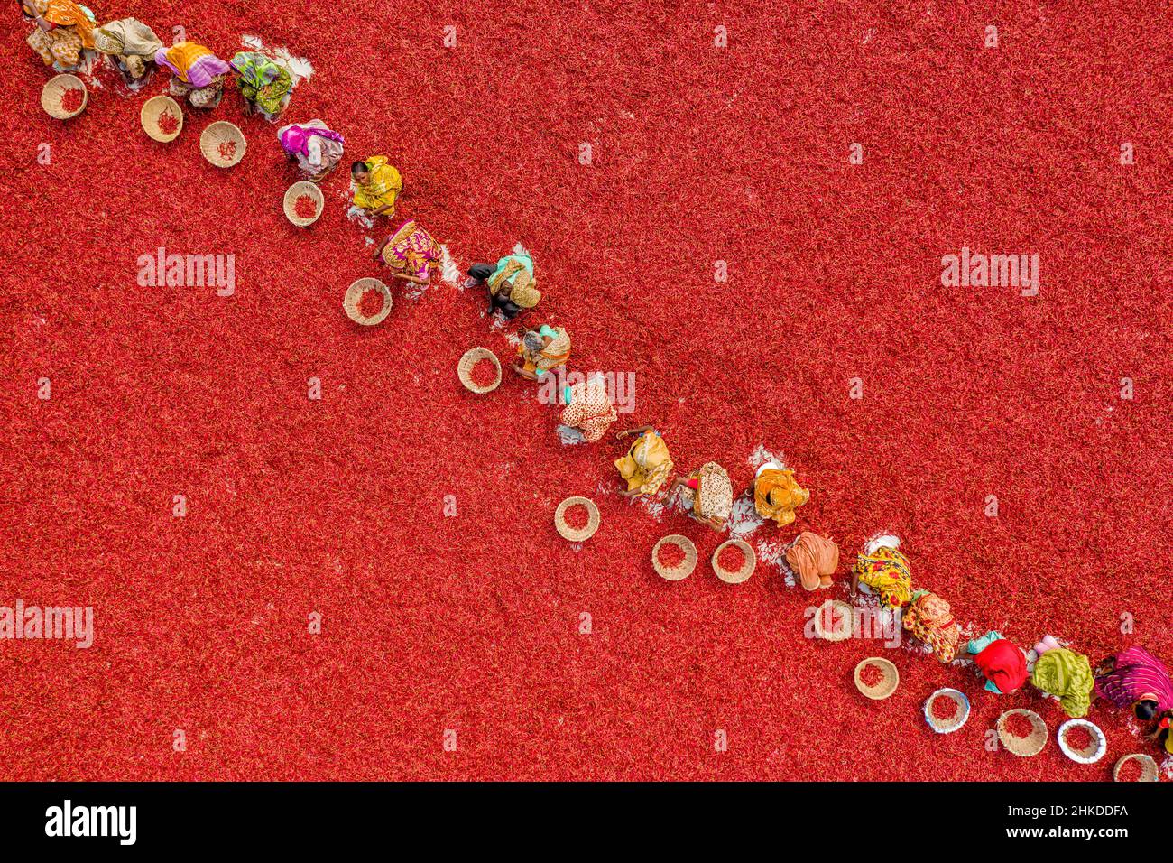 Women workers are sorting red chilli pepper in various farms in ...