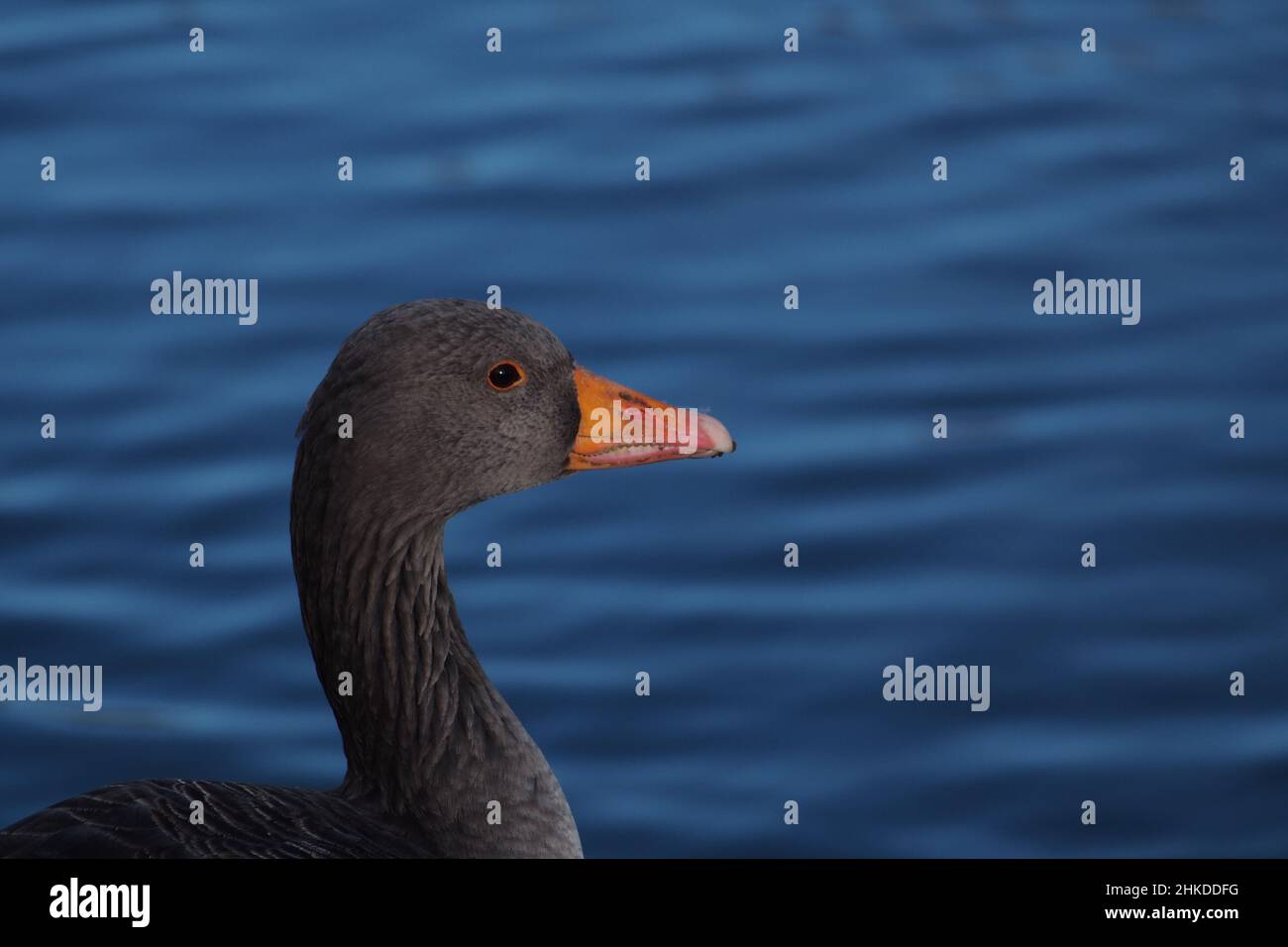 Head and neck of a Greylag Goose against a background of water Stock ...