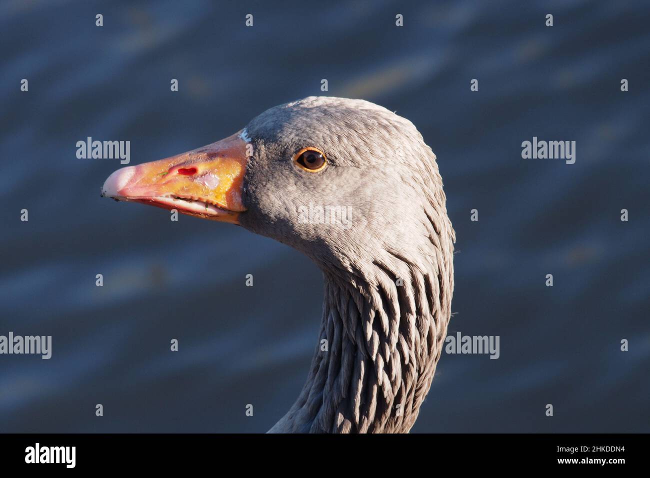 Head and neck of a Greylag Goose against a background of water Stock ...