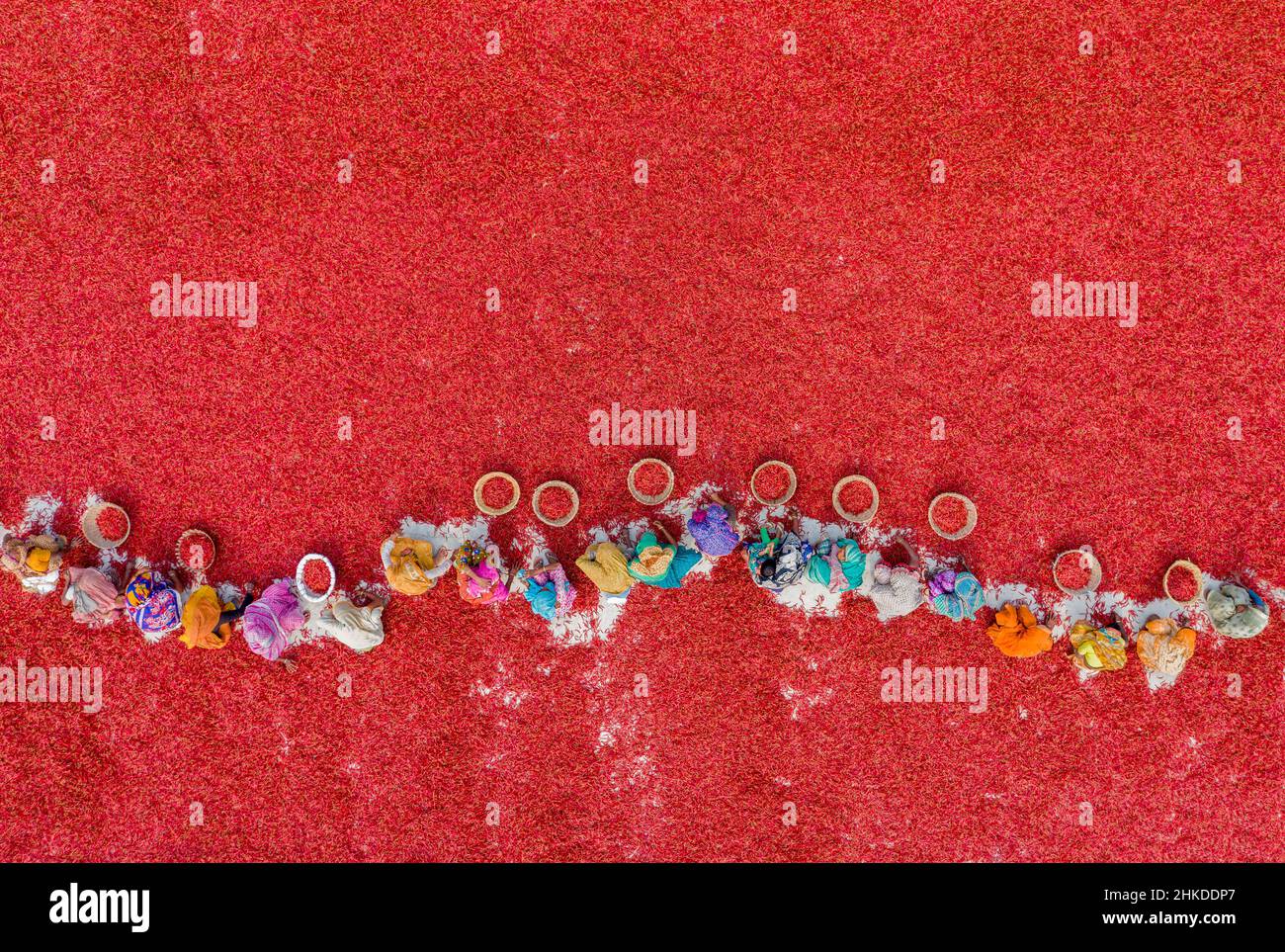 Women workers are sorting red chilli pepper in various farms in ...