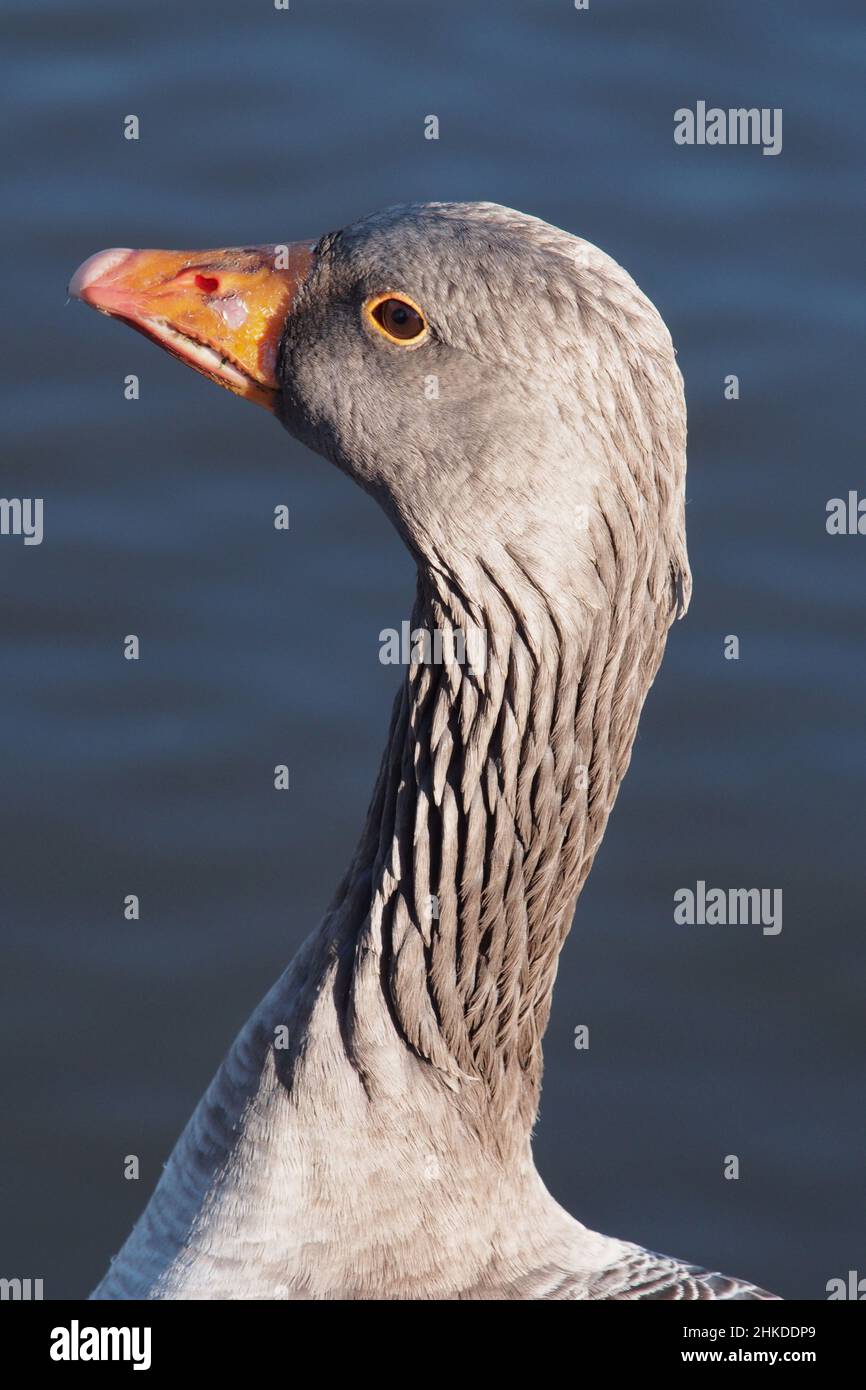 Head and neck of a Greylag Goose against a background of water Stock ...