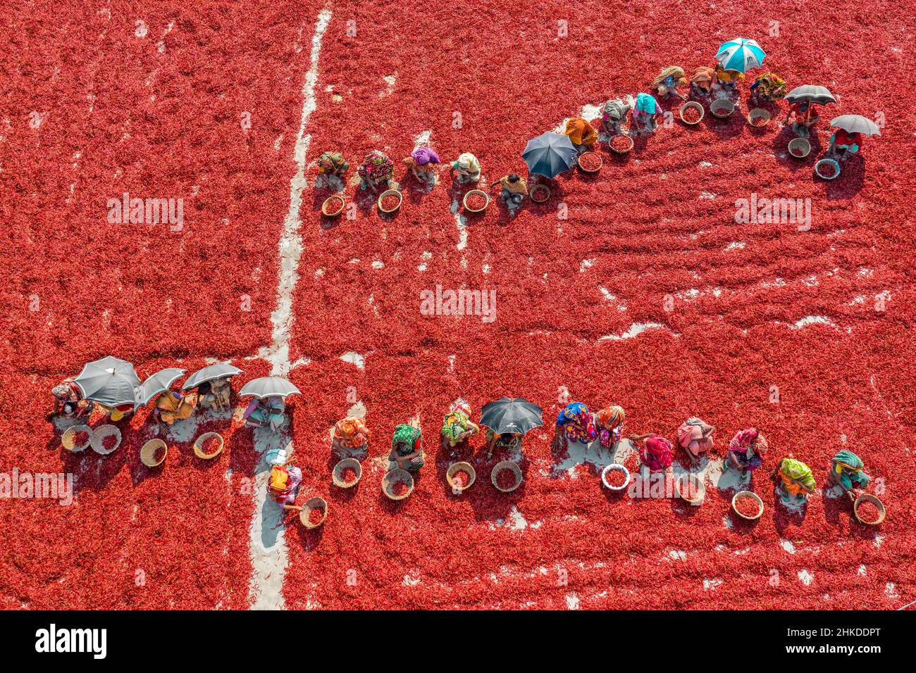 Women workers are sorting red chilli pepper in various farms in ...