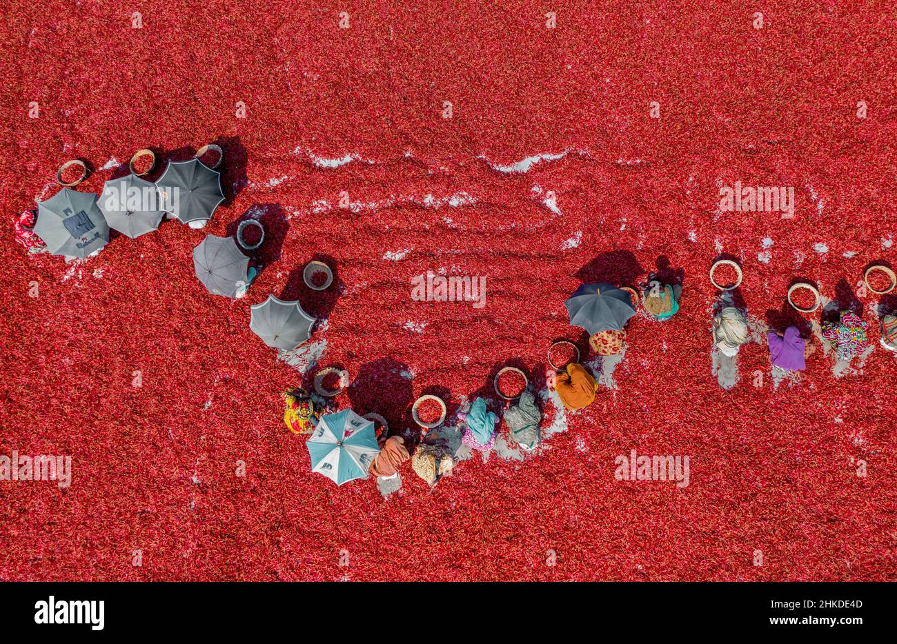 Women workers are sorting red chilli pepper in various farms in ...