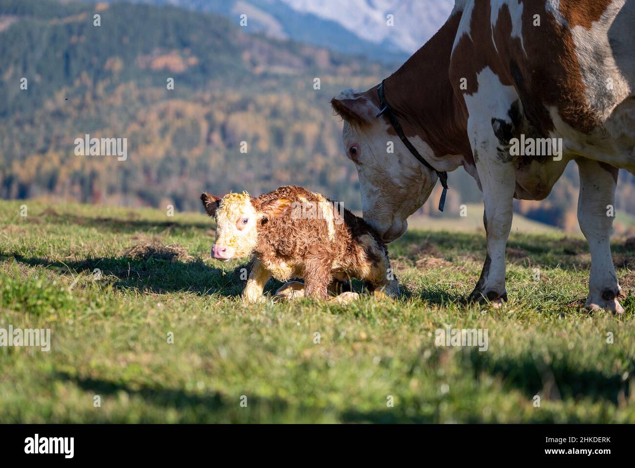 Cute cow with its calf in a sunny meadow at sunrise Stock Photo - Alamy