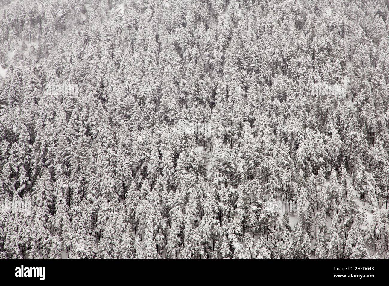Colorado river fly fishing hi-res stock photography and images - Alamy