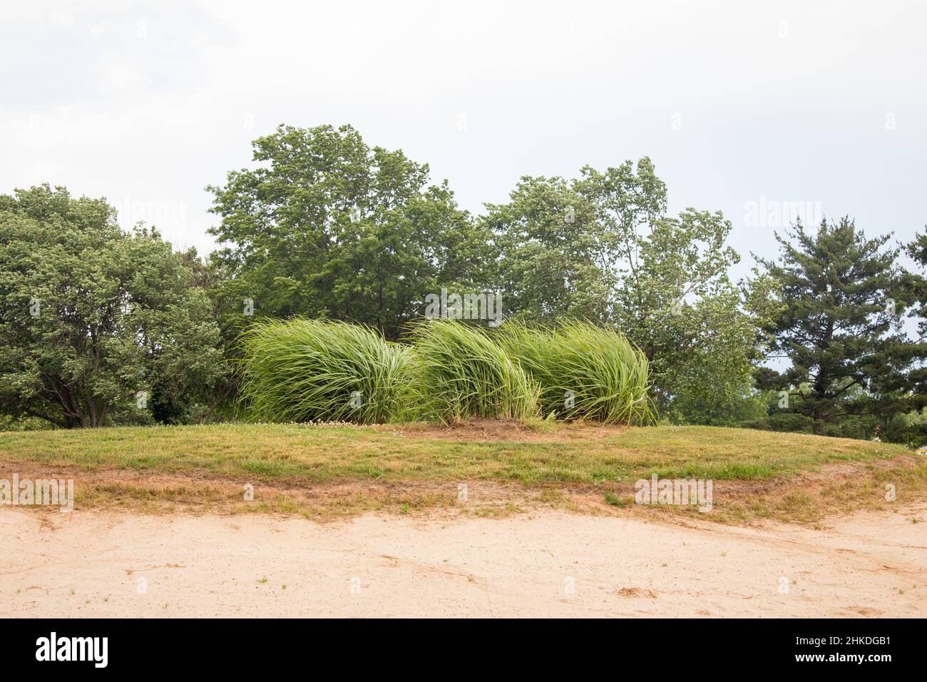 bushes on golf course Stock Photo - Alamy