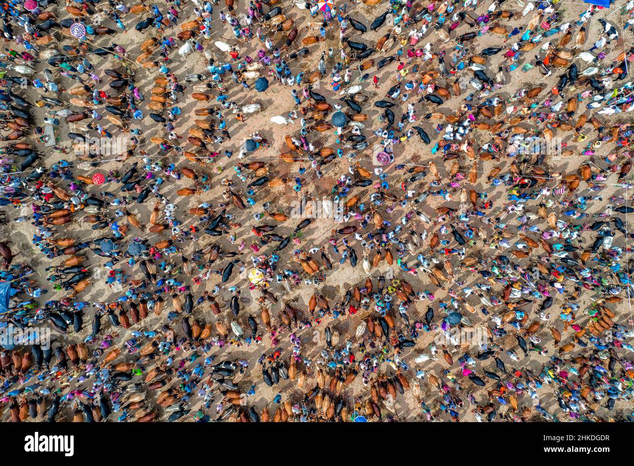 Thousands of cows are lined up to be sold at a bustling cattle market ...