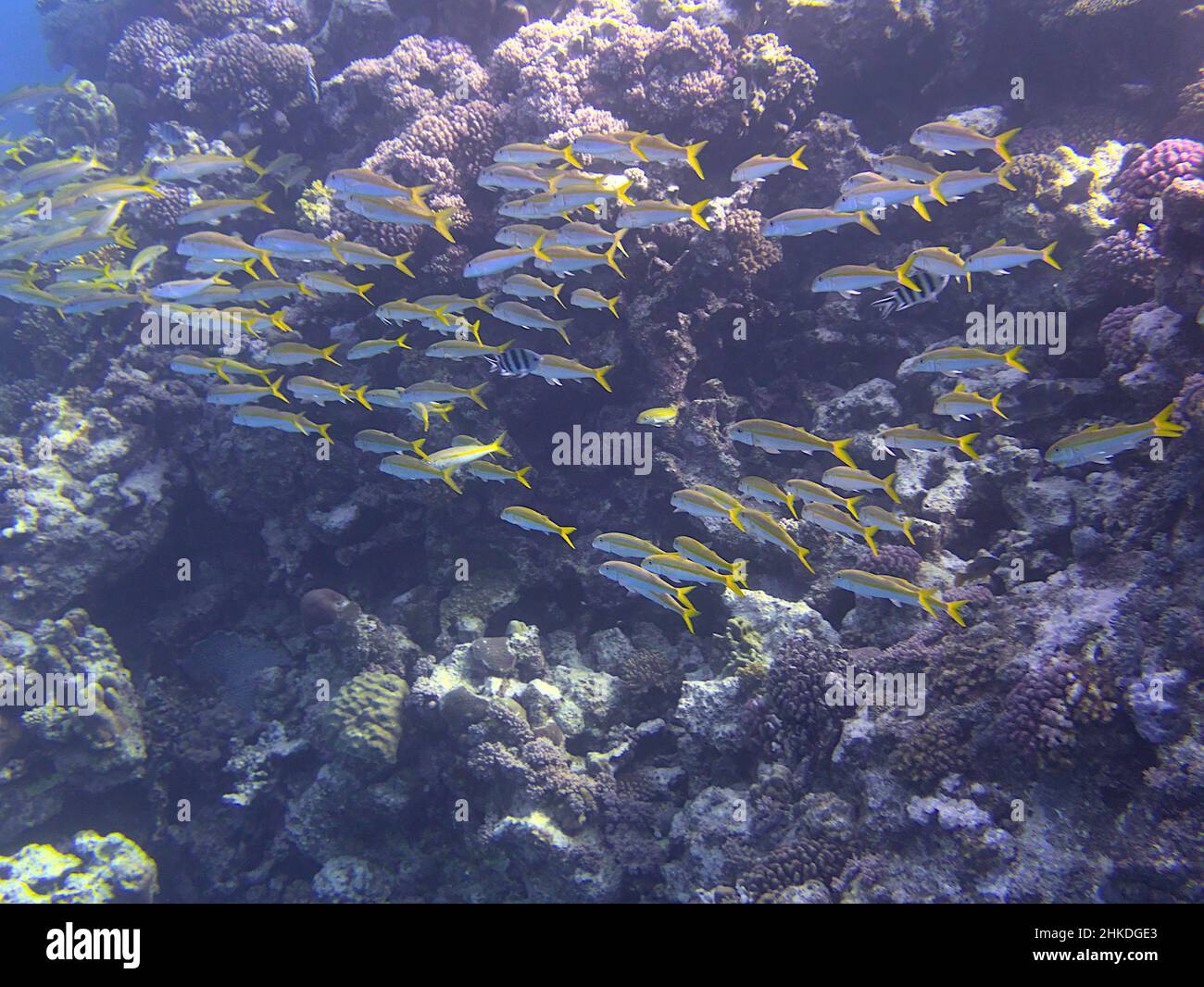 Habitats of fishes hi-res stock photography and images - Alamy