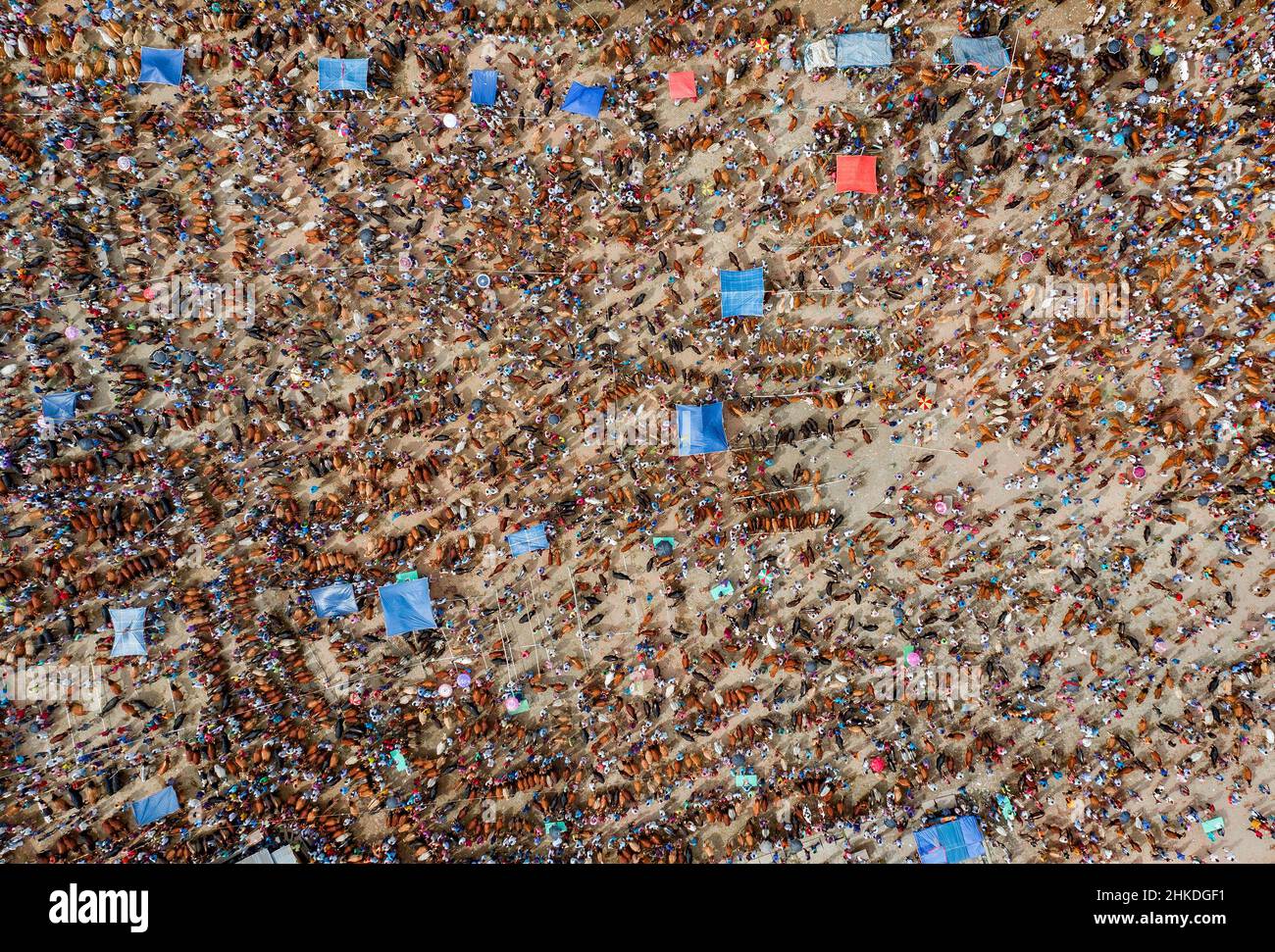 Thousands of cows are lined up to be sold at a bustling cattle market ...