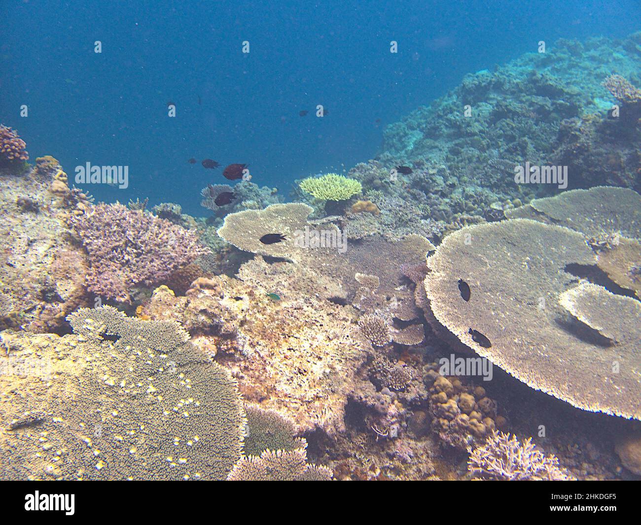 Coral polyps fish hi-res stock photography and images - Alamy