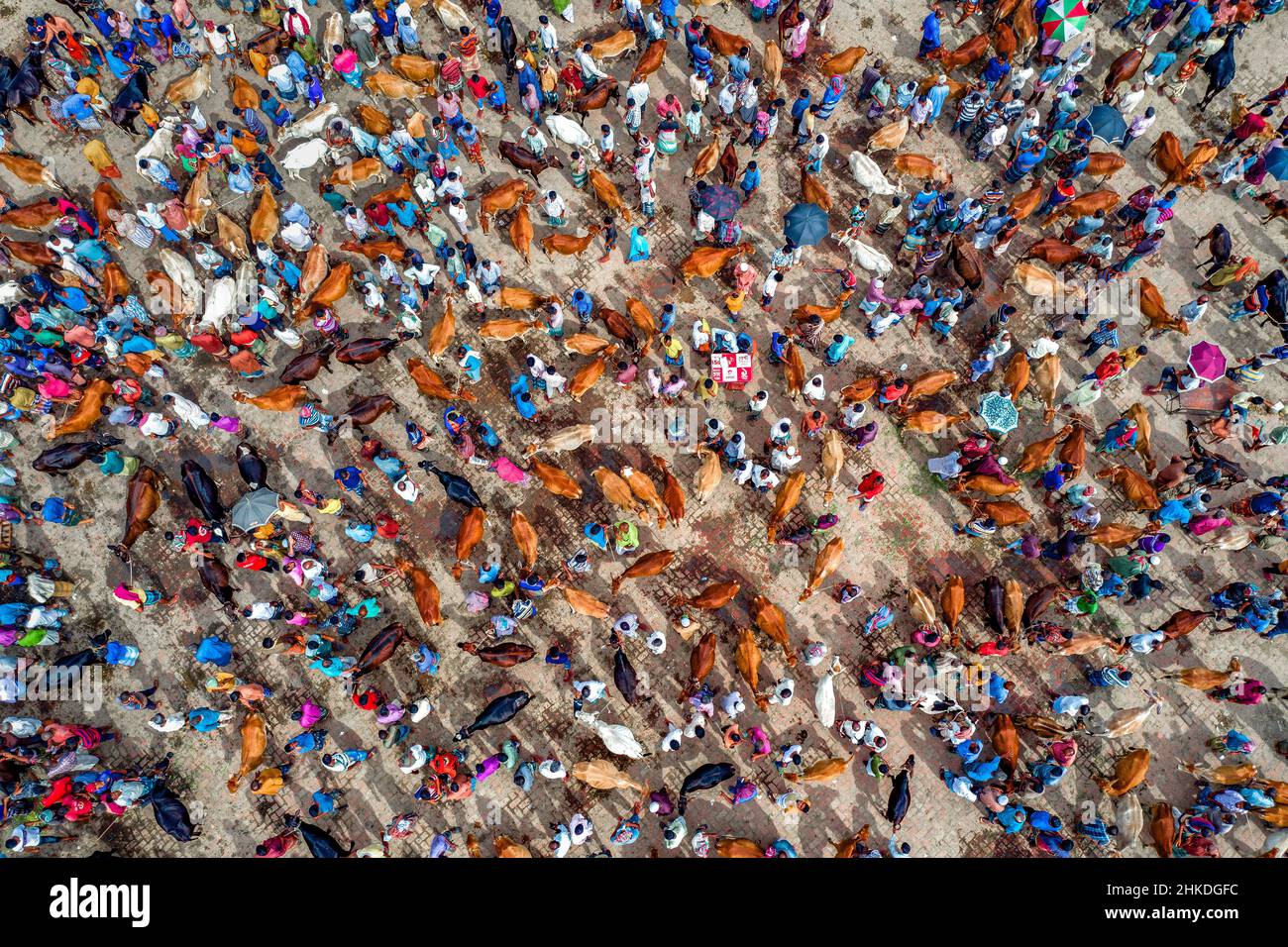 Thousands of cows are lined up to be sold at a bustling cattle market ...