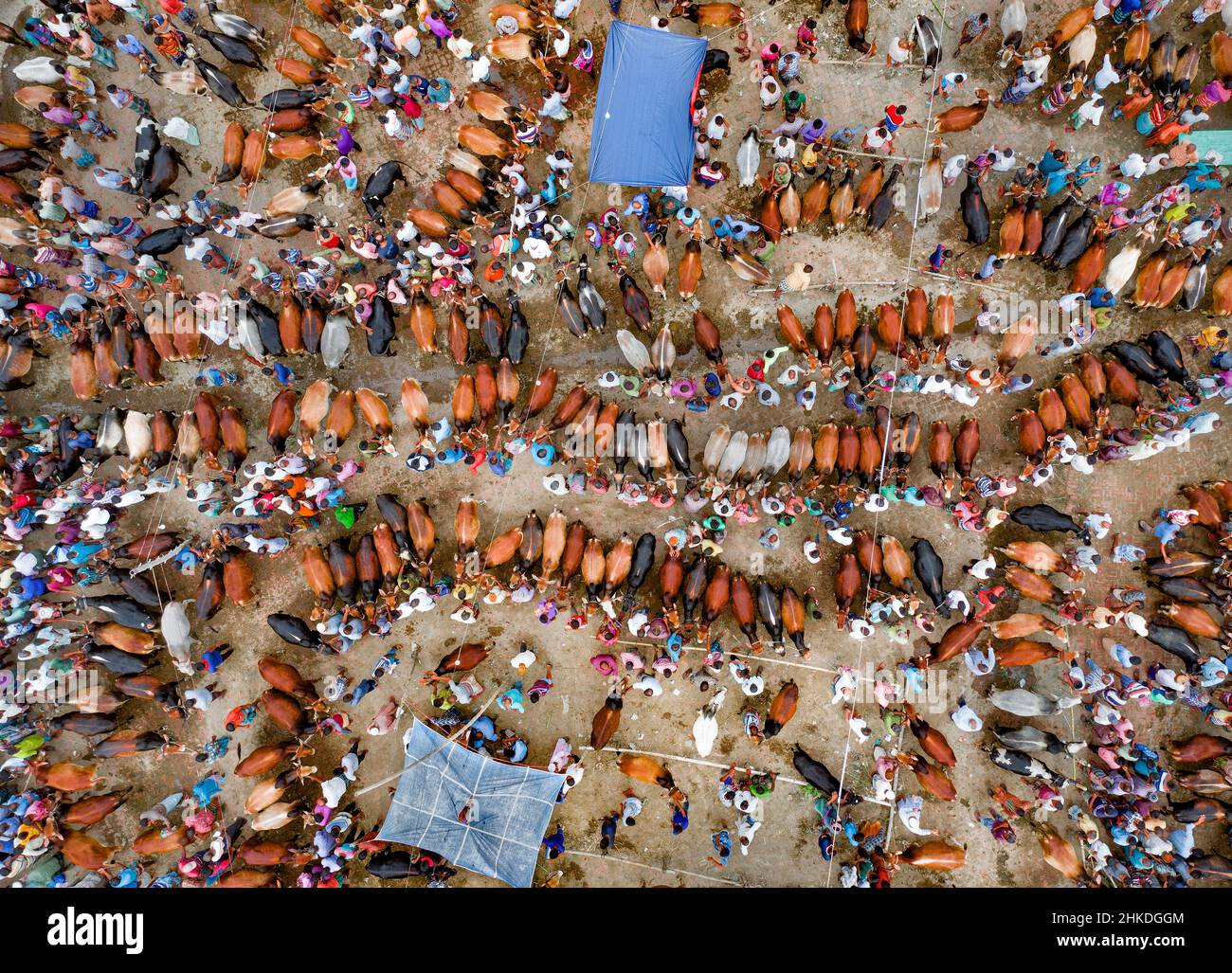 Thousands of cows are lined up to be sold at a bustling cattle market ...