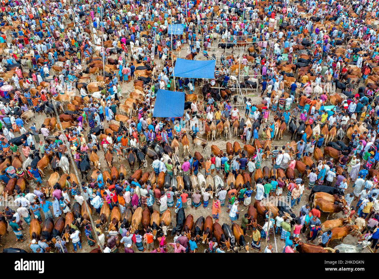 Thousands of cows are lined up to be sold at a bustling cattle market ...